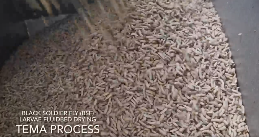 Sub-Fluid Bed Dryer for Black Soldier Fly Larvae Drying | Tema Process