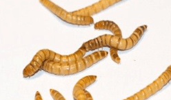 The insect processing industry | Tema Process